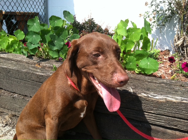 Young Lab Dumped at Humane Shelter | Columbia-Greene Humane Society ...